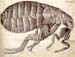 A Flea | Learning from the Past: Drama, Science, Performance ...